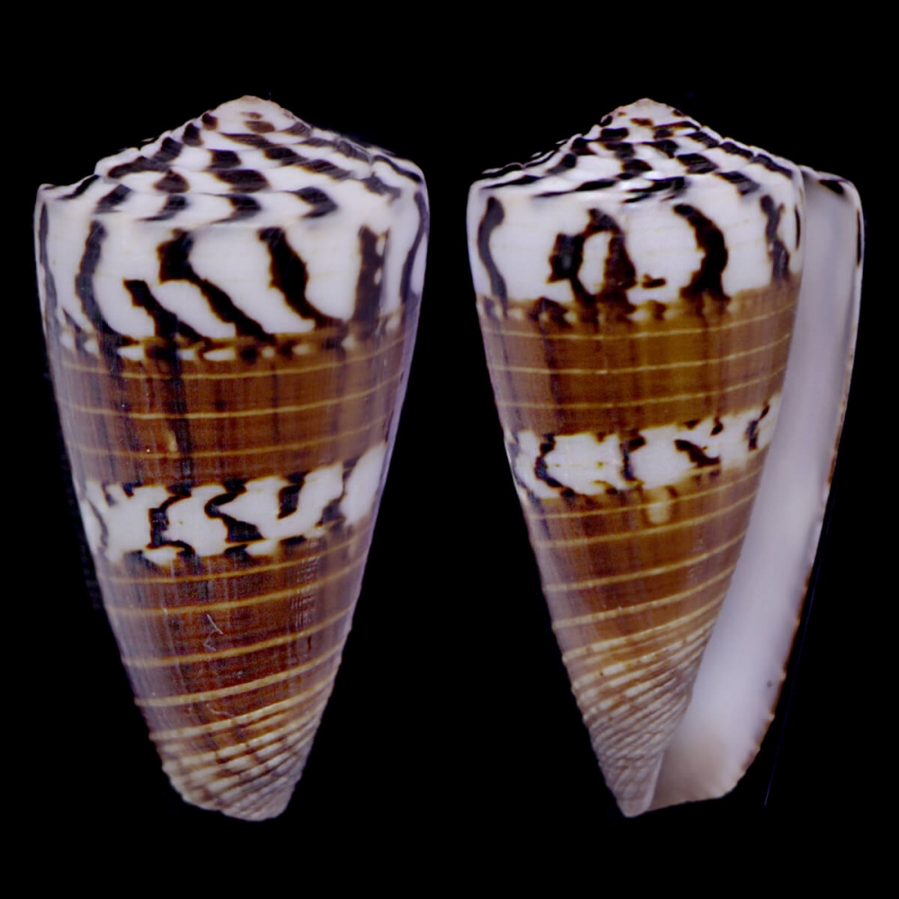 Strategoconus Vitulinus