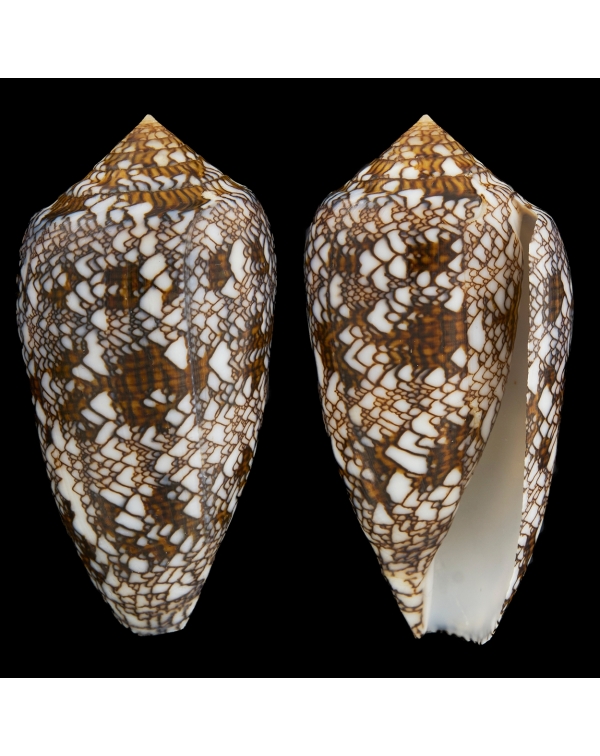 Conus Textile F. Albospiratus