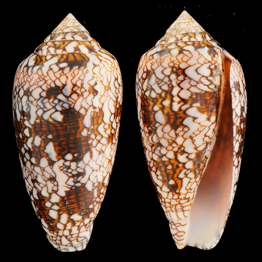 Conus Textile Albospiratus - Madagascar