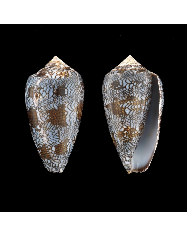 Conus Textile Textile f. Blue