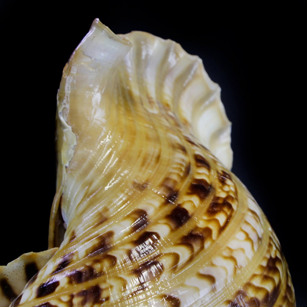 Charonia Tritonis su piedistallo
