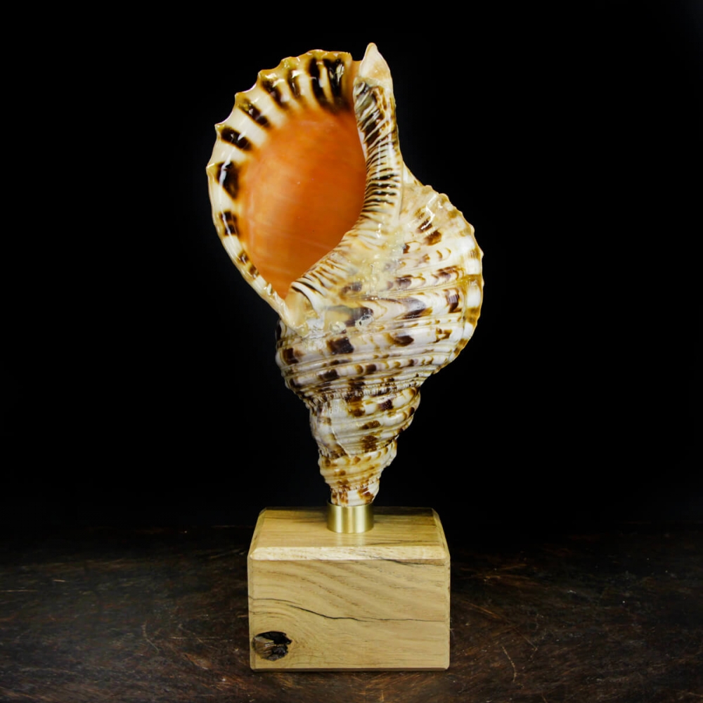 Charonia Tritonis su piedistallo