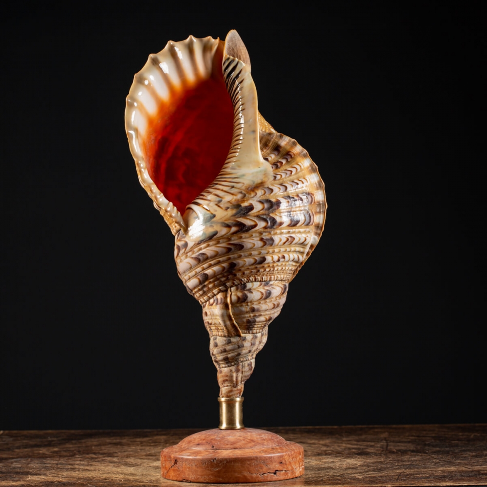 Charonia Tritonis su piedistallo