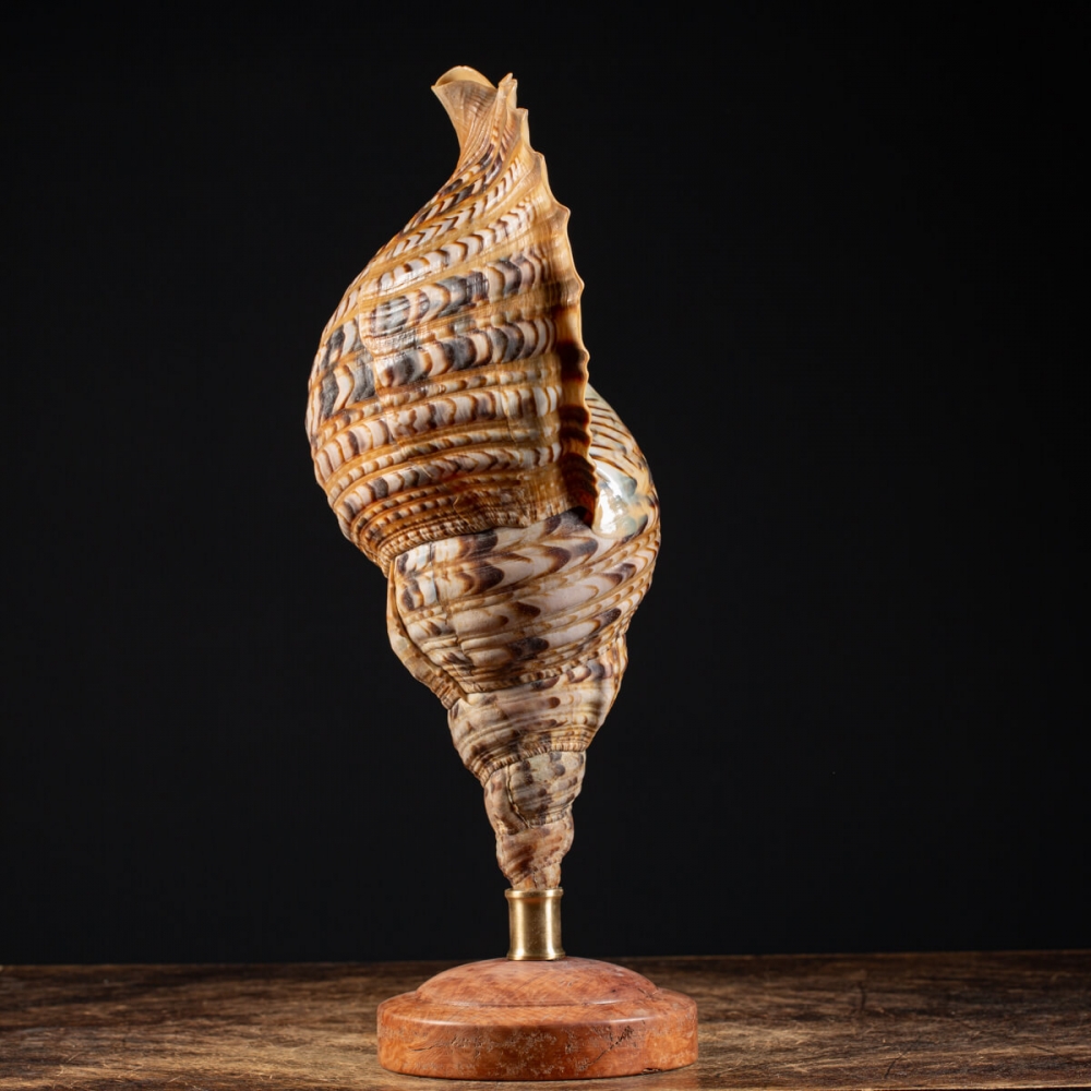 Charonia Tritonis su piedistallo