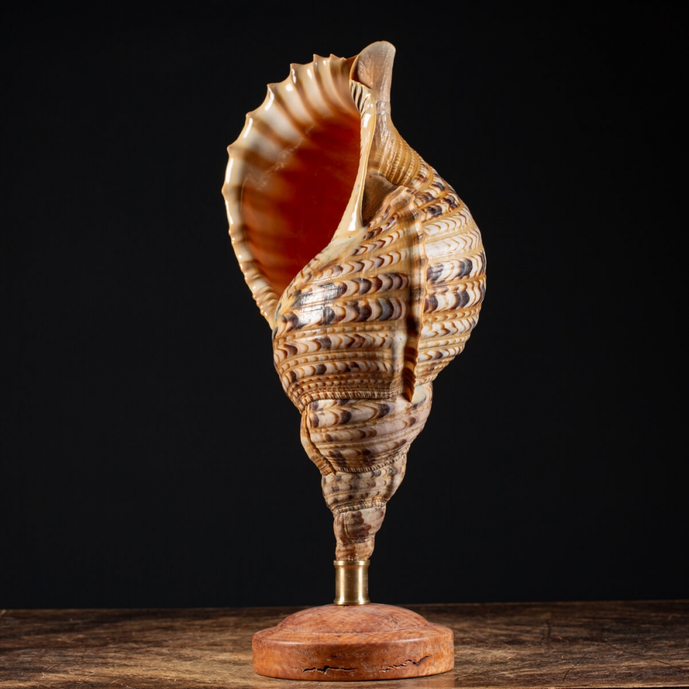 Charonia Tritonis su piedistallo