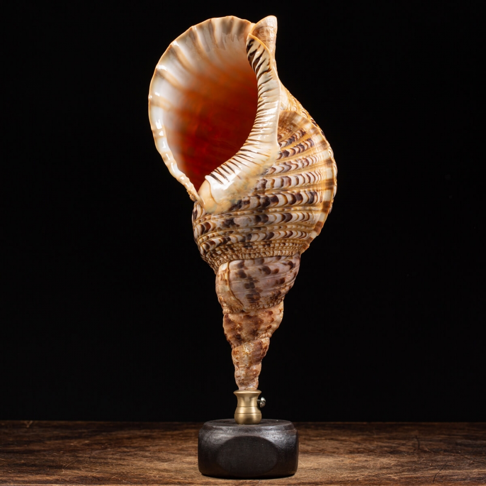 Charonia Tritonis su piedistallo