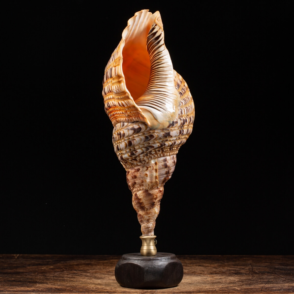 Charonia Tritonis su piedistallo