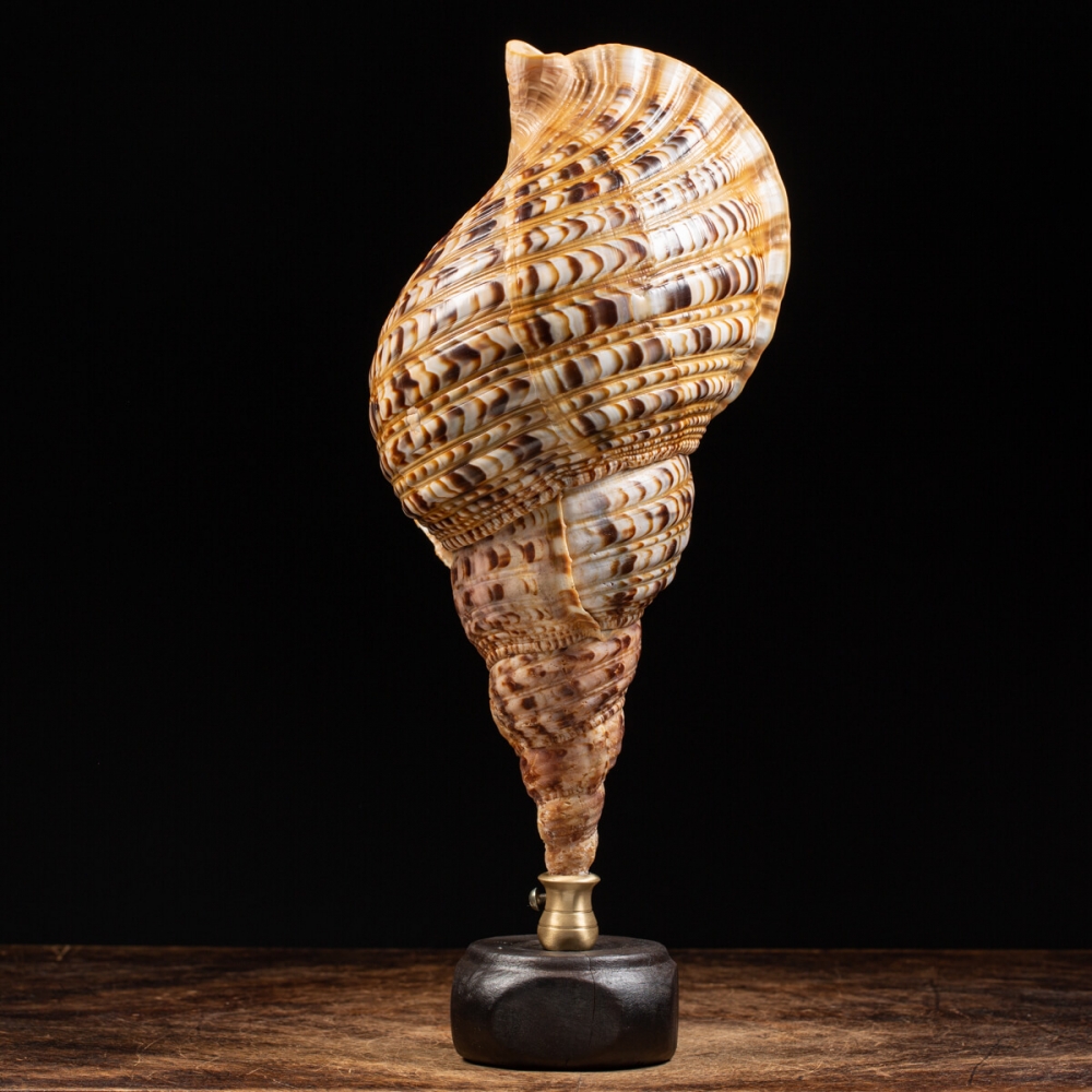 Charonia Tritonis su piedistallo