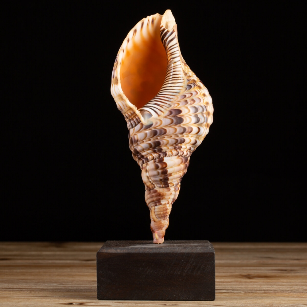 Charonia Tritonis auf Sockel