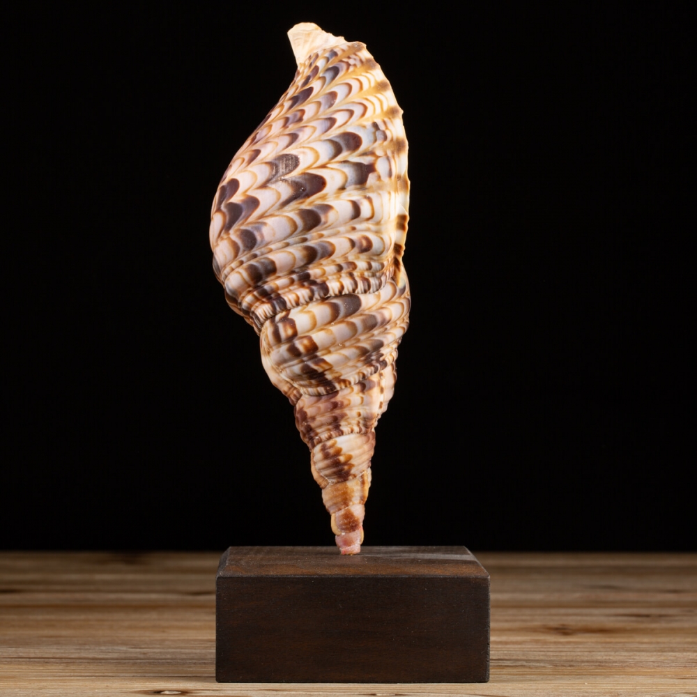 Charonia Tritonis su piedistallo