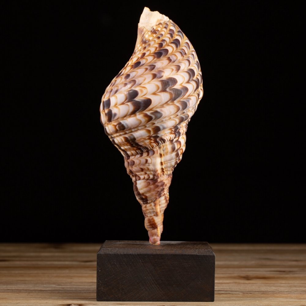 Charonia Tritonis su piedistallo