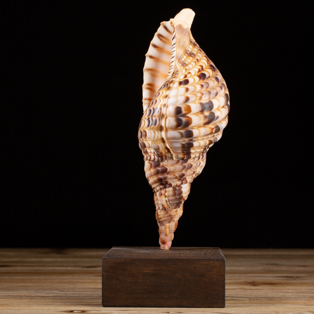 Charonia Tritonis su piedistallo