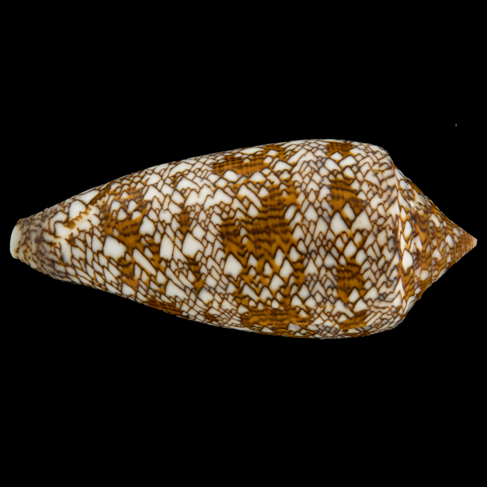 Conus Textile - India