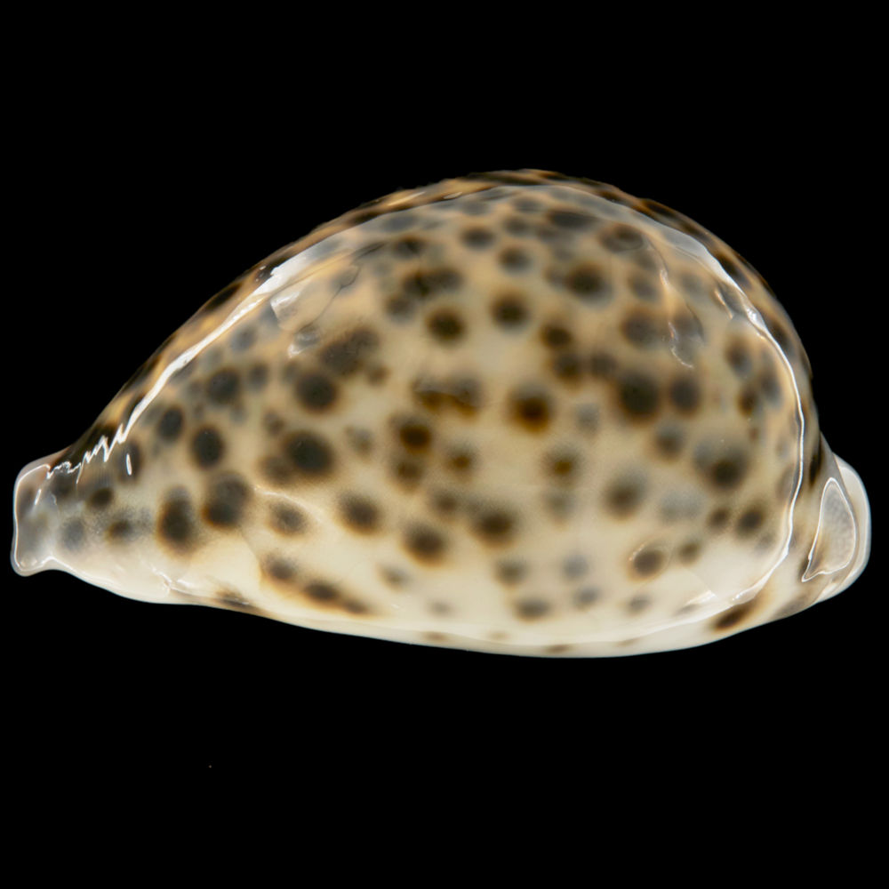 Cypraea Tigris Schilderiana- Hawai