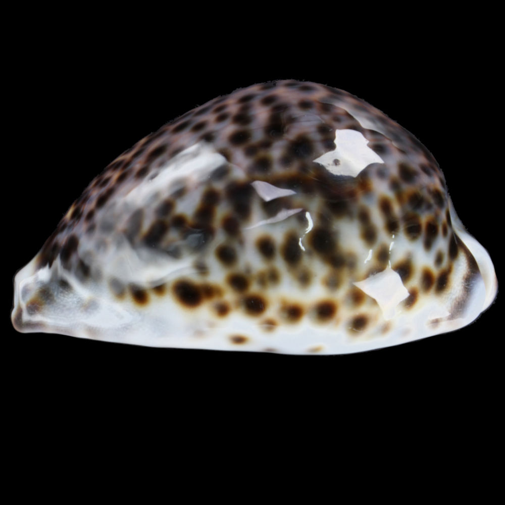 Cypraea Tigris Schilderiana - Madagascar