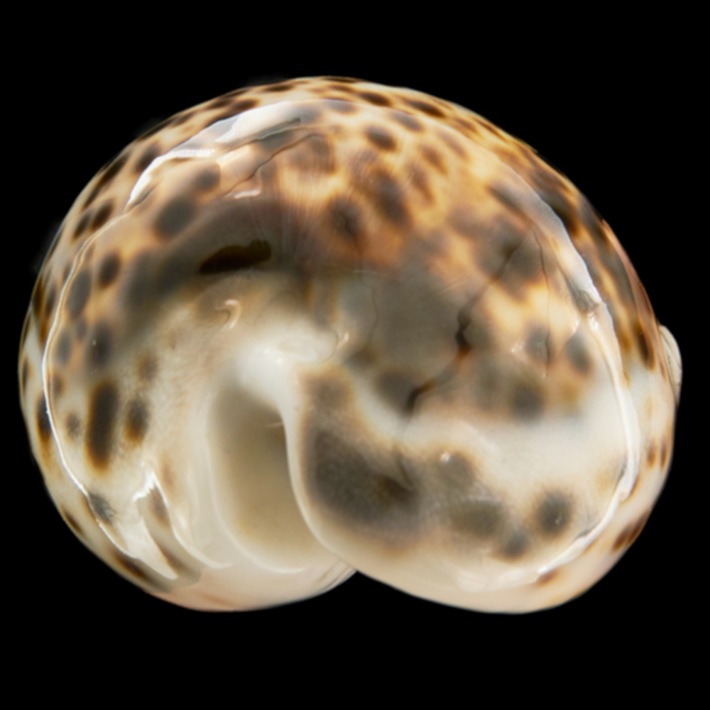 Cypraea Tigris - Madagascar