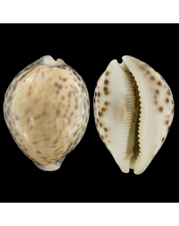 Cypraea Tigris Tigris Madagascar