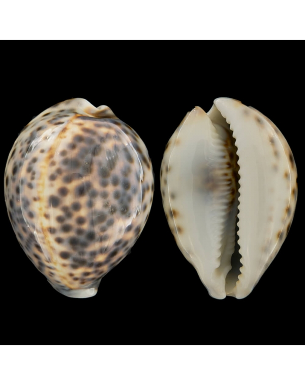 Cypraea Tigris Tigris Madagascar