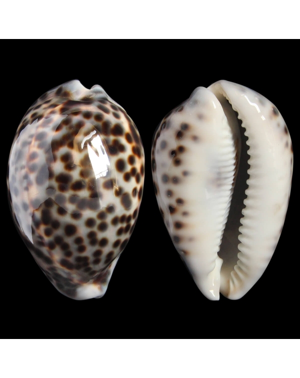 Cypraea Tigris Tigris Madagascar