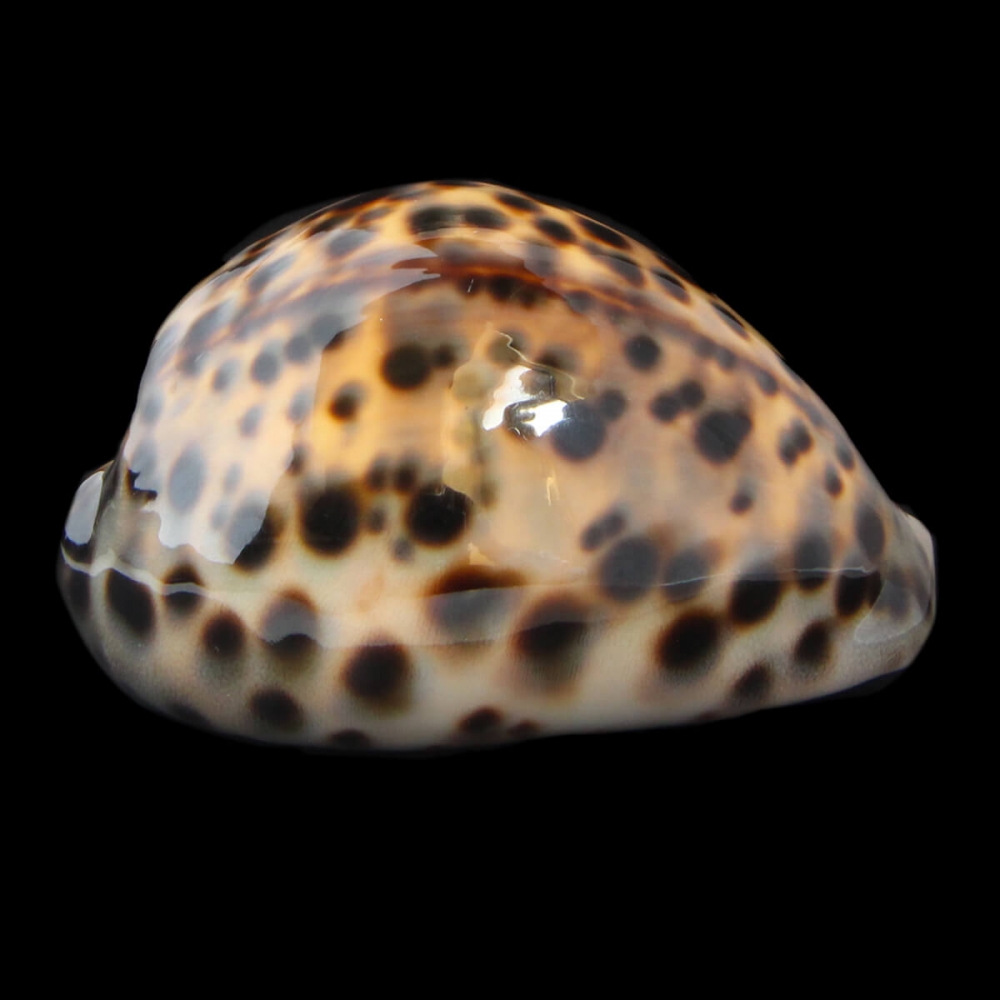 Cypraea Tigris