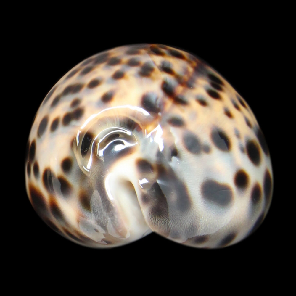 Cypraea Tigris