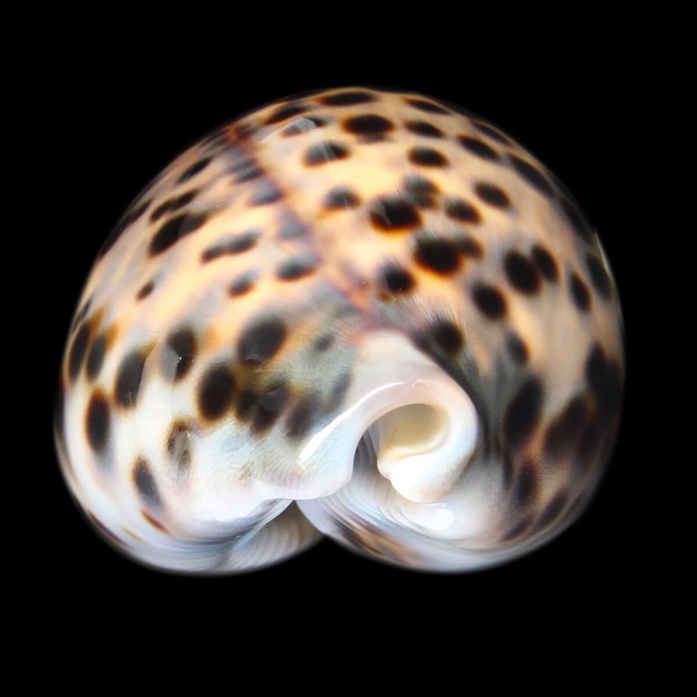 Cypraea Tigris