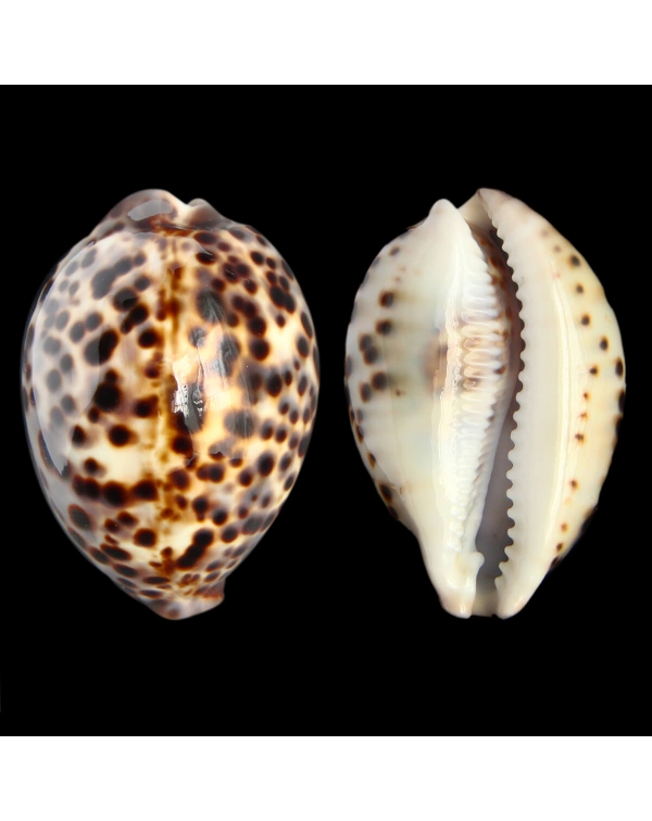 Cypraea Tigris Tigris Madagascar
