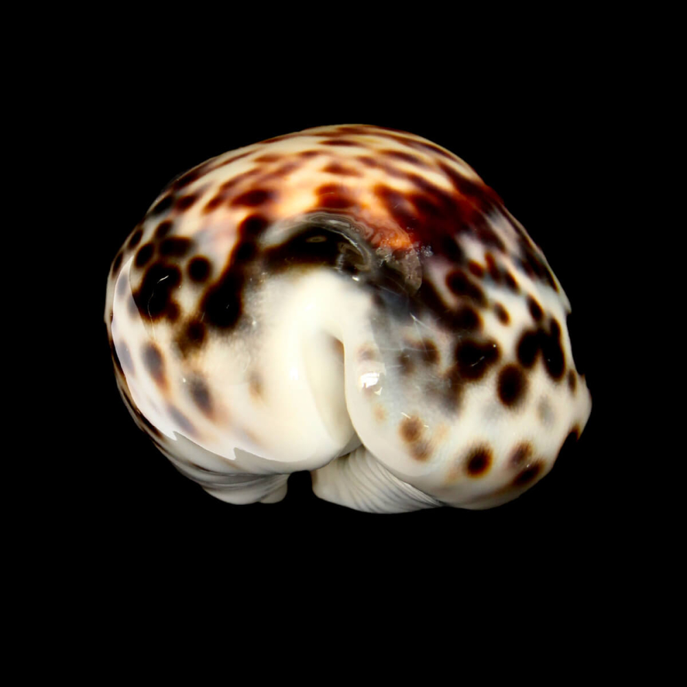 Cypraea Tigris