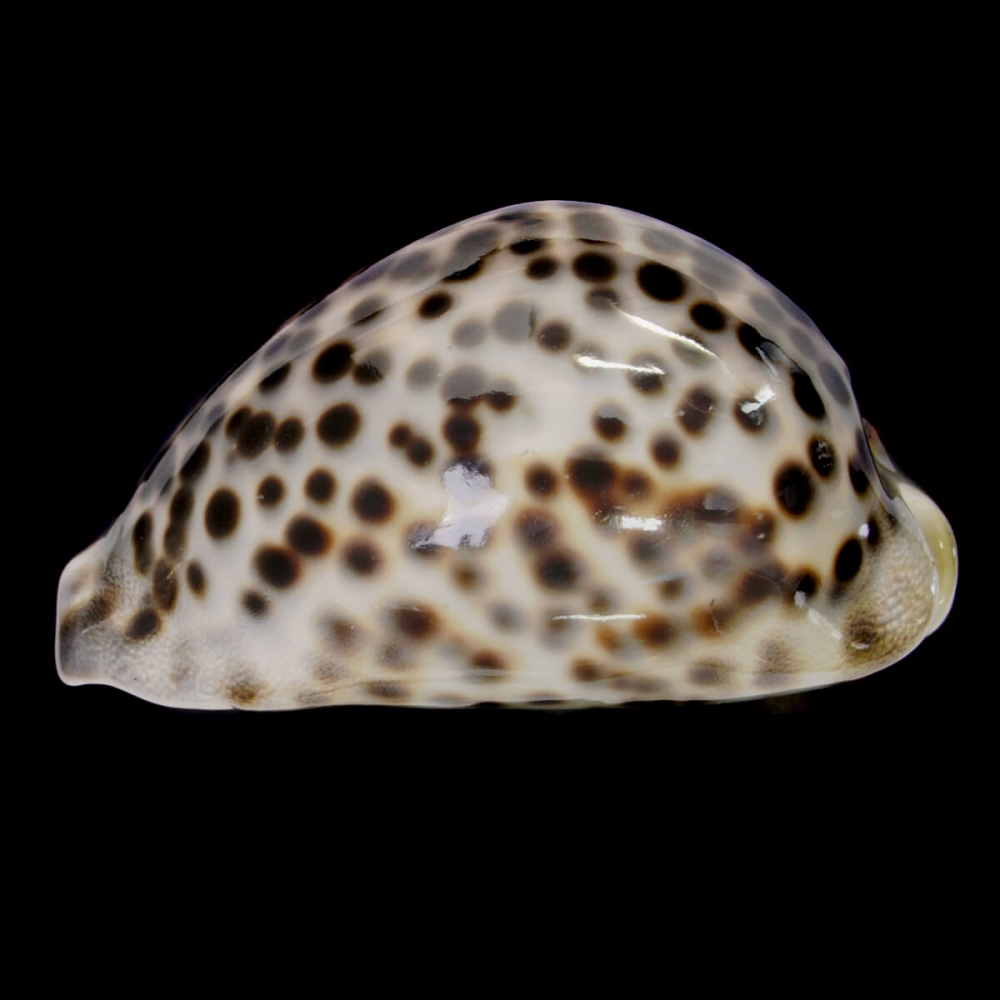 Cypraea Tigris