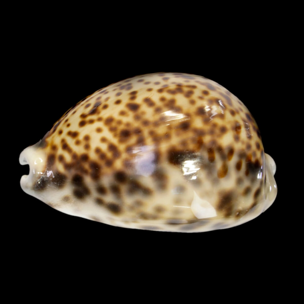 Cypraea Tigris