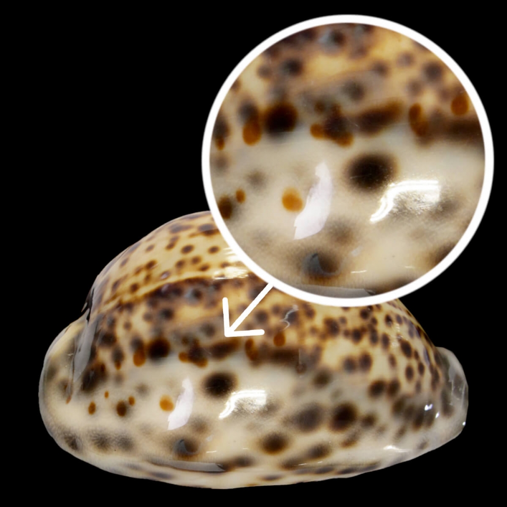 Cypraea Tigris