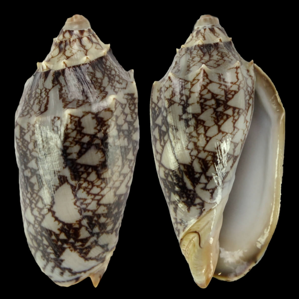 Voluta Vespertilio - Filippine