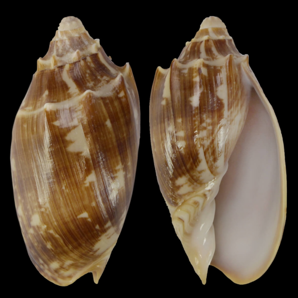 Voluta Vespertilio - Filippine