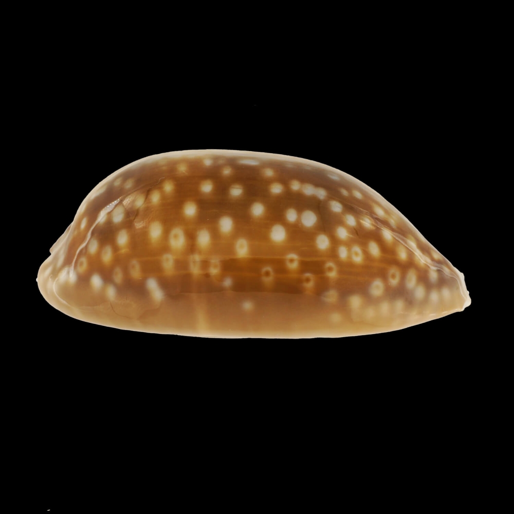 Macrocypraea Zebra Dissimilis