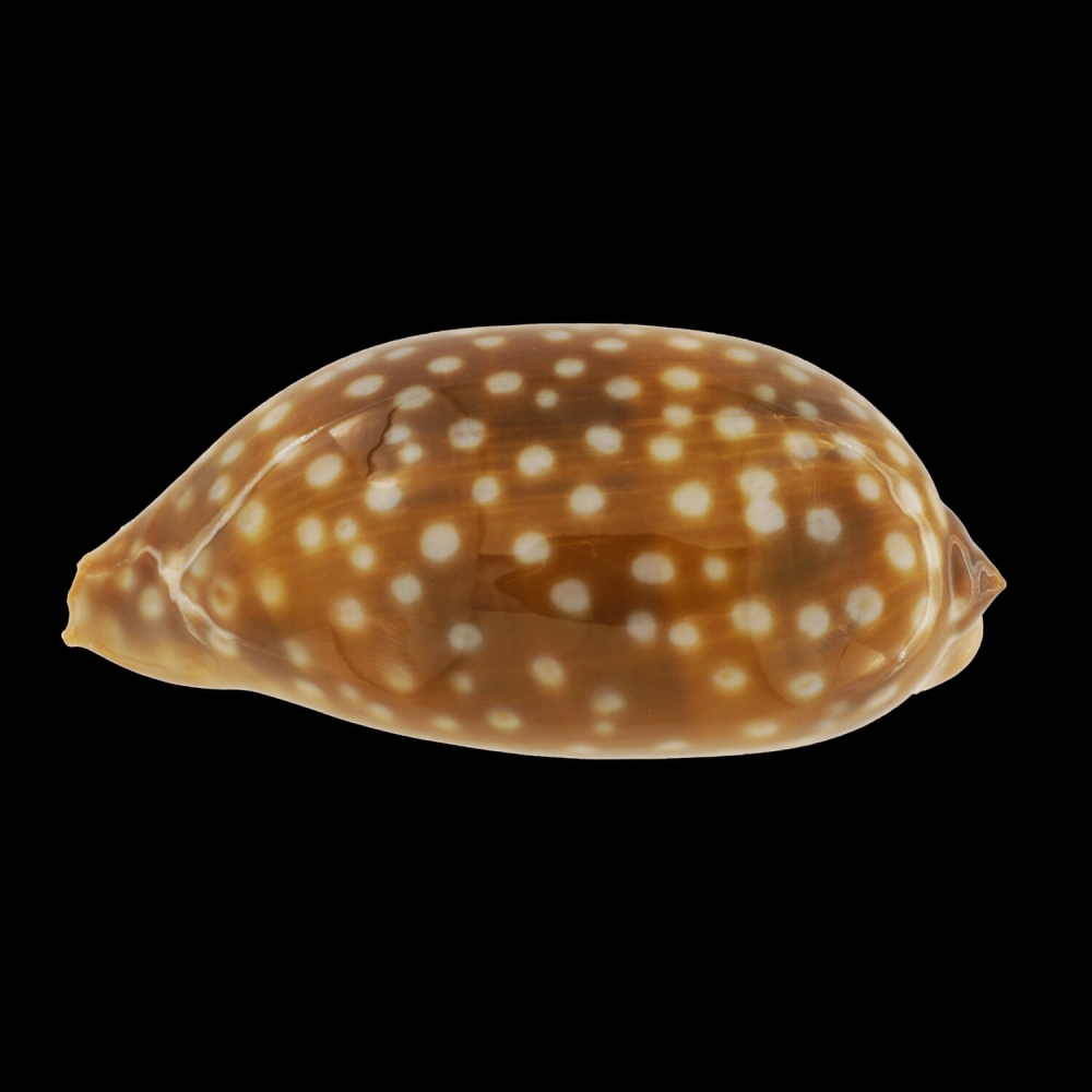 Macrocypraea Zebra Dissimilis