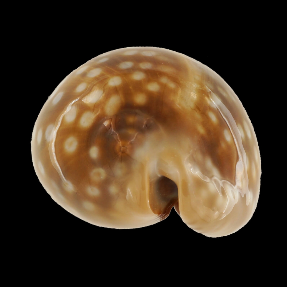 Macrocypraea Zebra Dissimilis