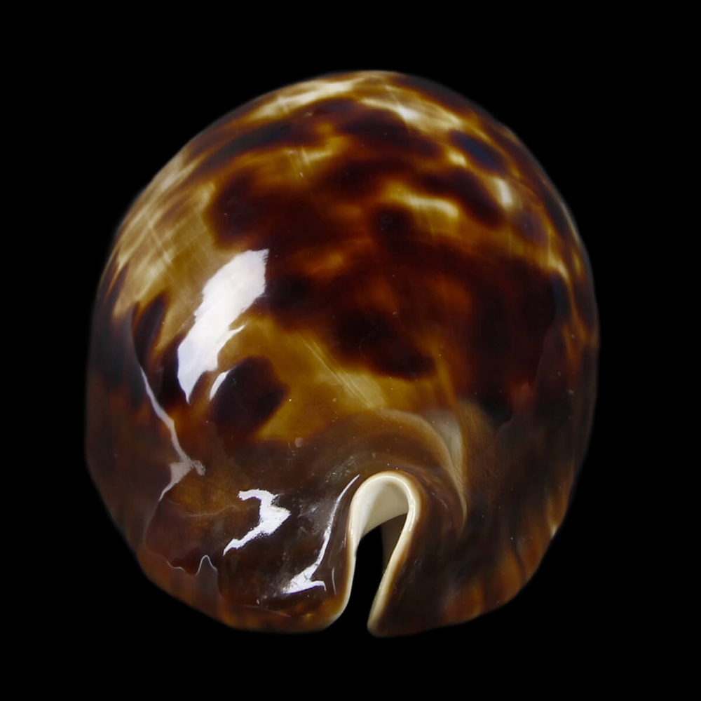 Cypraea Zoila Friendii - Australia