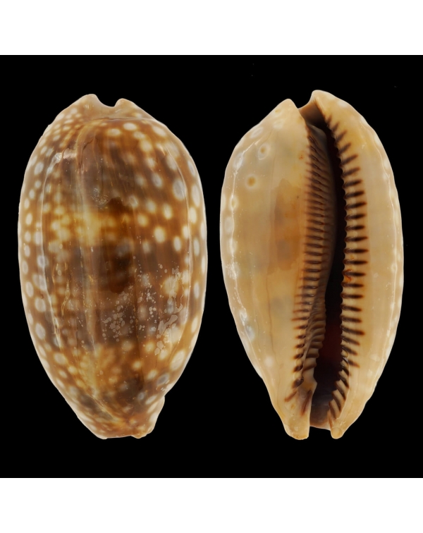 Macrocypraea Zebra