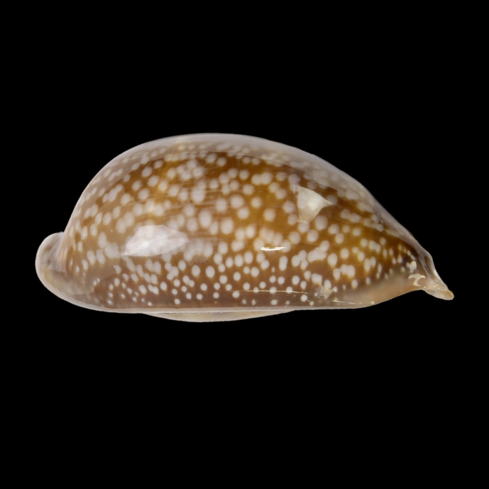 Macrocypraea Zebra