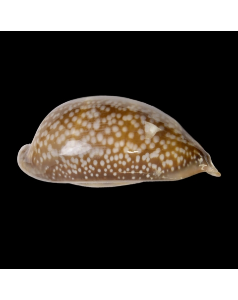 Macrocypraea Zebra