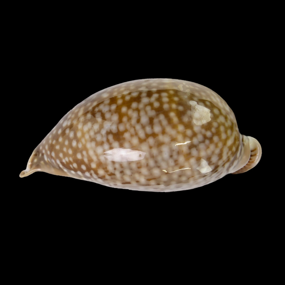 Macrocypraea Zebra