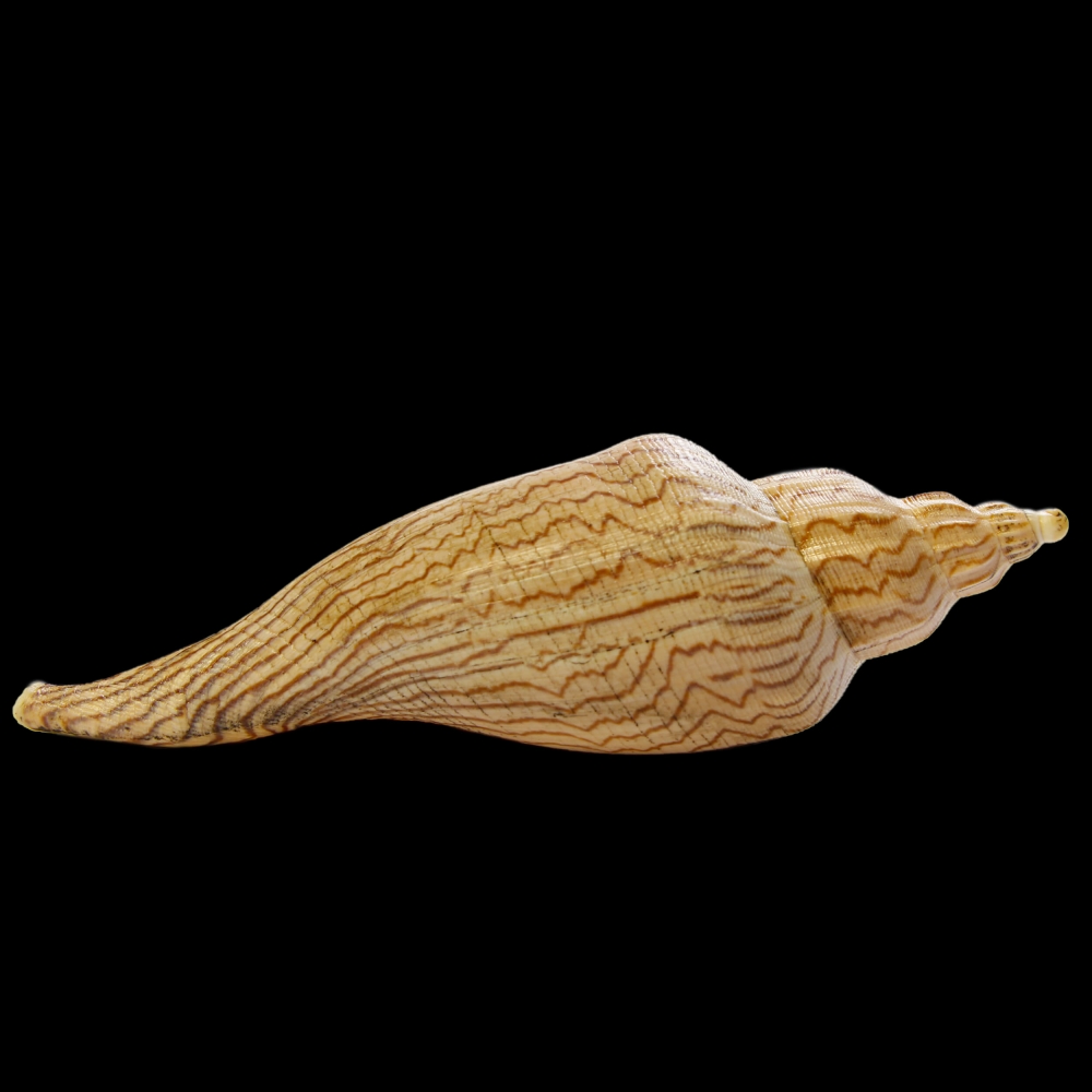 Fulgoraria Ericarum - Cina
