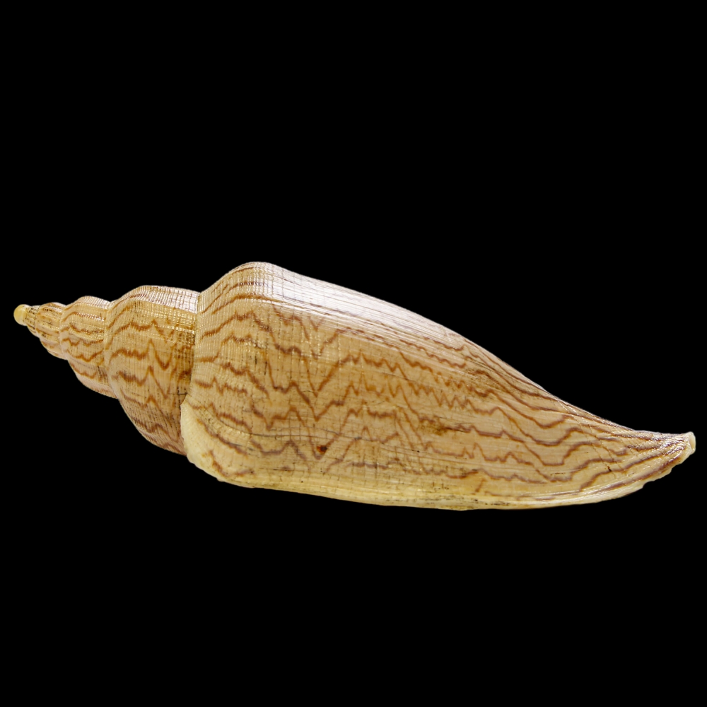 Fulgoraria Ericarum - Cina