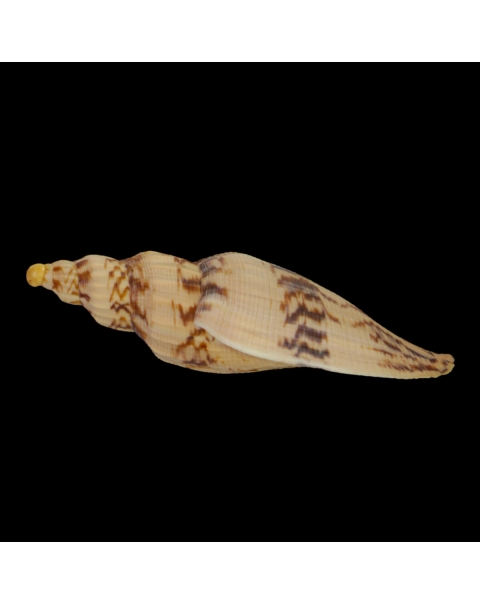 Fulgoraria Hamillei