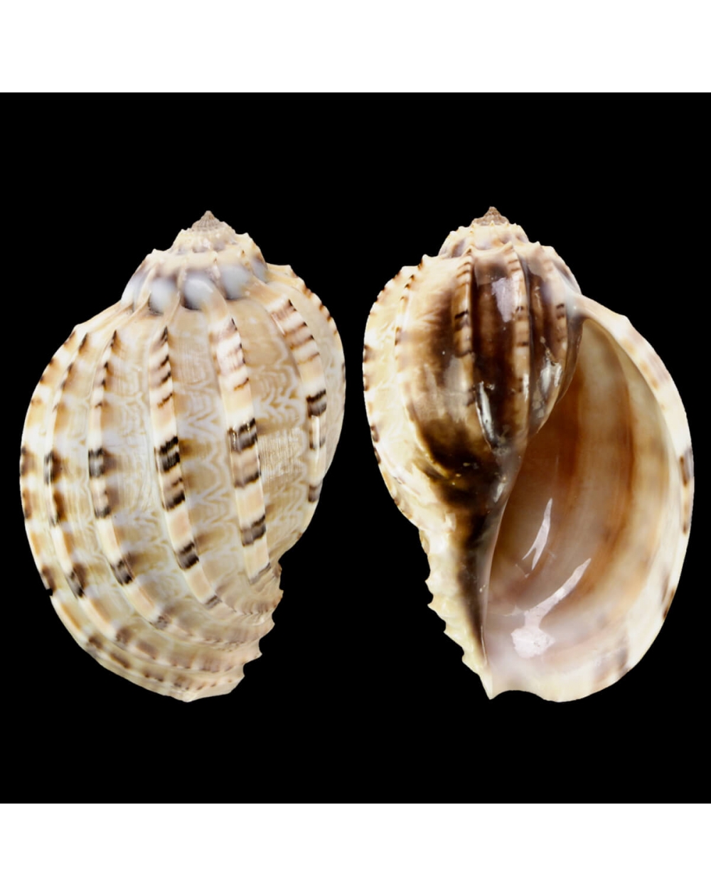 Harpa Articularis - Filippine