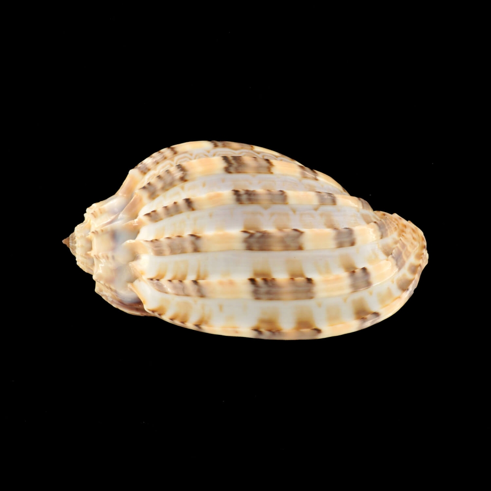 Harpidae Harpa Articularis