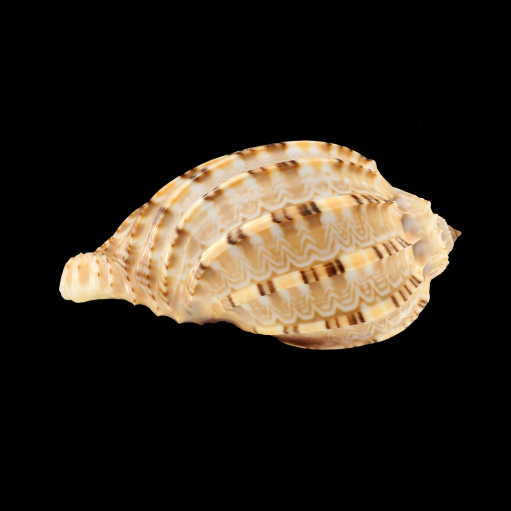 Harpidae Harpa Articularis