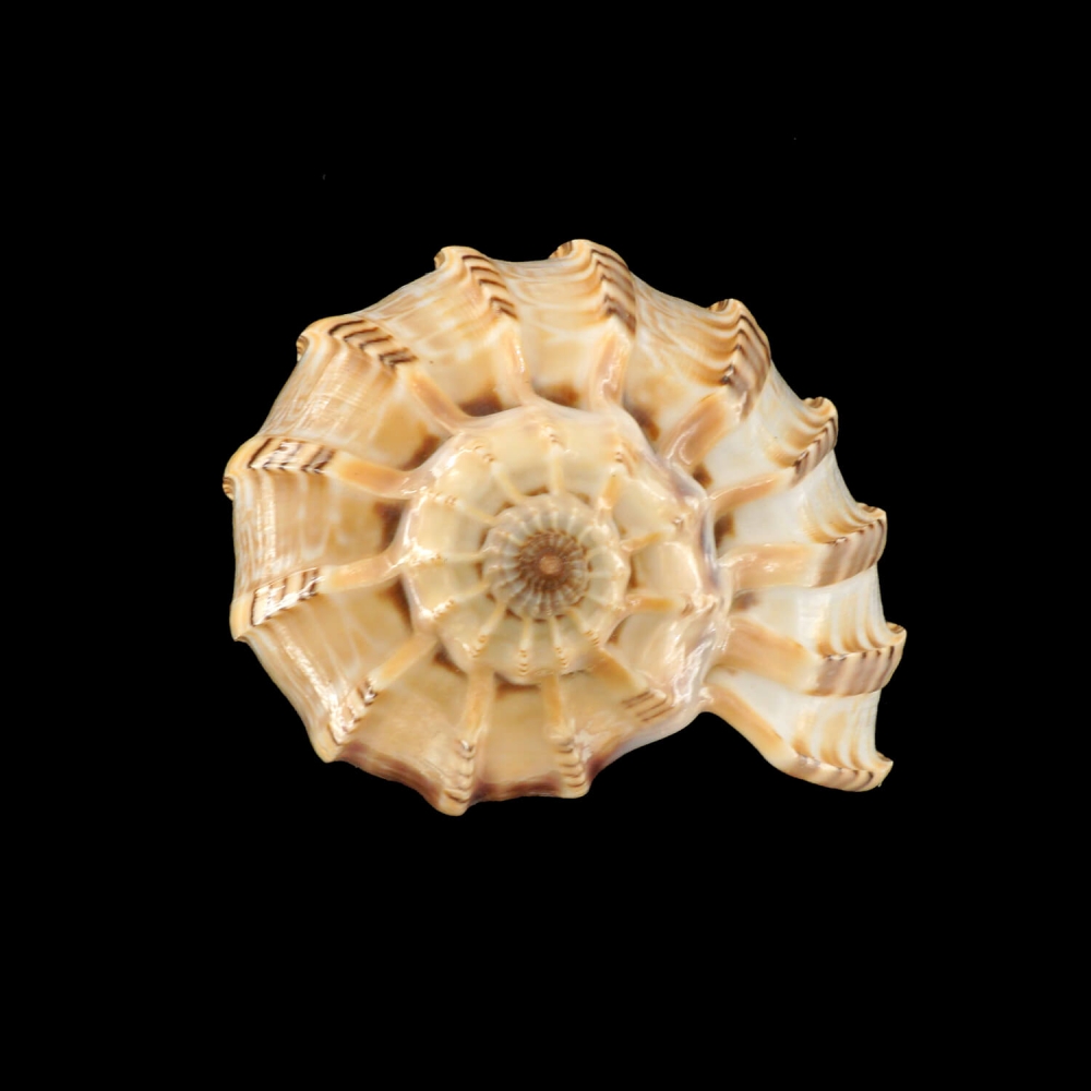 Harpidae Harpa Articularis