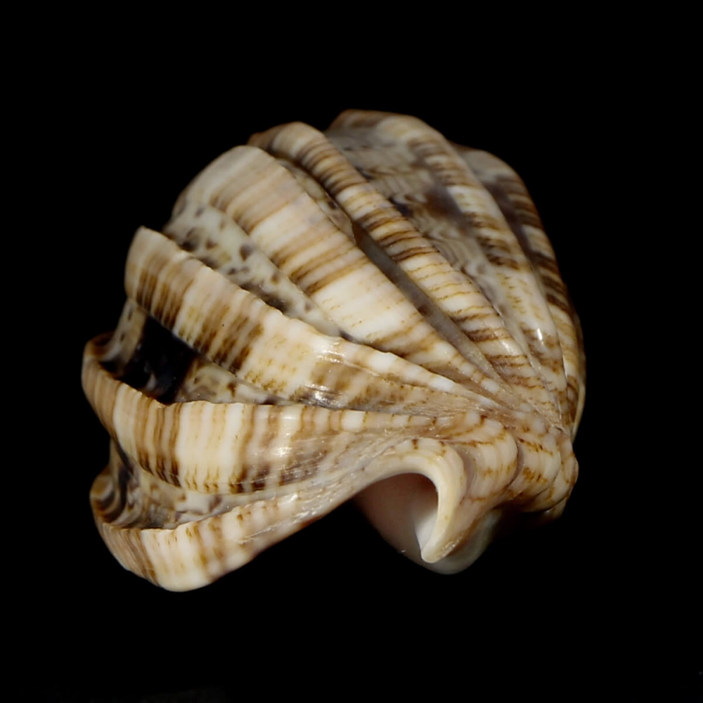 Harpa Amouretta