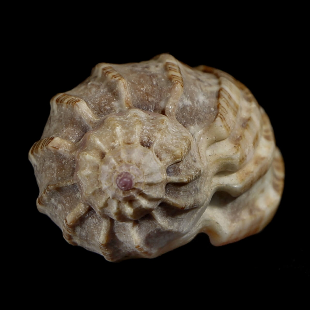 Harpa Amouretta